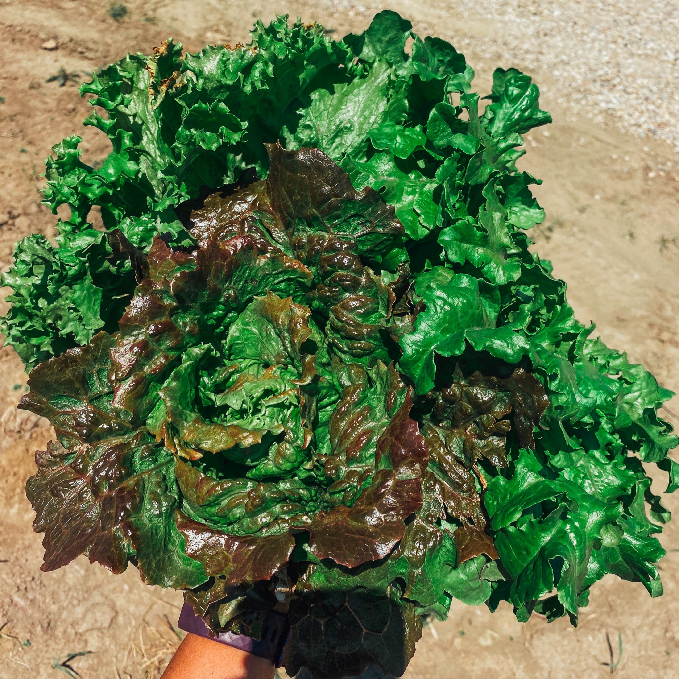 Lettuce Variety Pack | Hidden Valley Garden Experience • U-Pick, Farm ...
